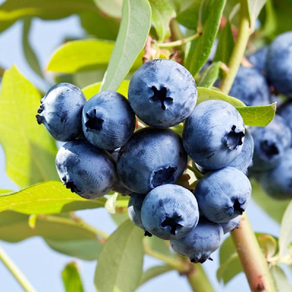Northcountry Blueberry Plant - Wild Blueberry Taste - Self Fertile - 2. ...