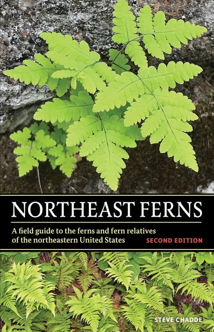 Northeast Ferns: A Field Guide to the Ferns and Fern Relatives of the ...