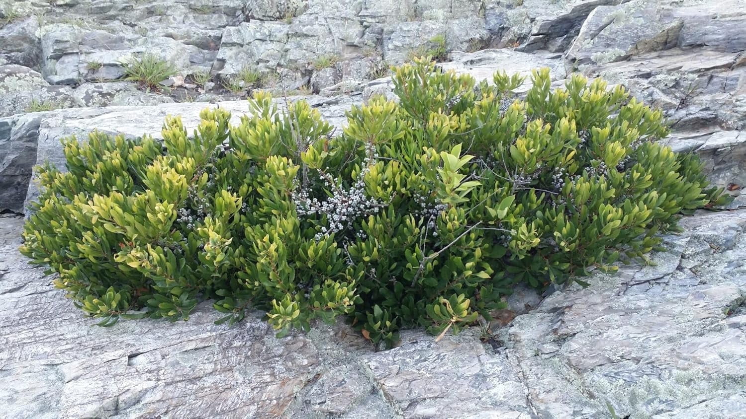Northern Bayberry Seedlings for Planting Easy Growing Shrub 5 Seedling ...