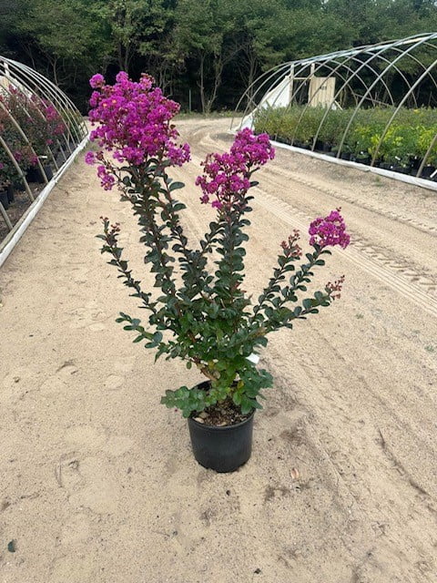 Northern Belle Fuchsia Crape Myrtle Bush, Potted Deciduous Flowering ...
