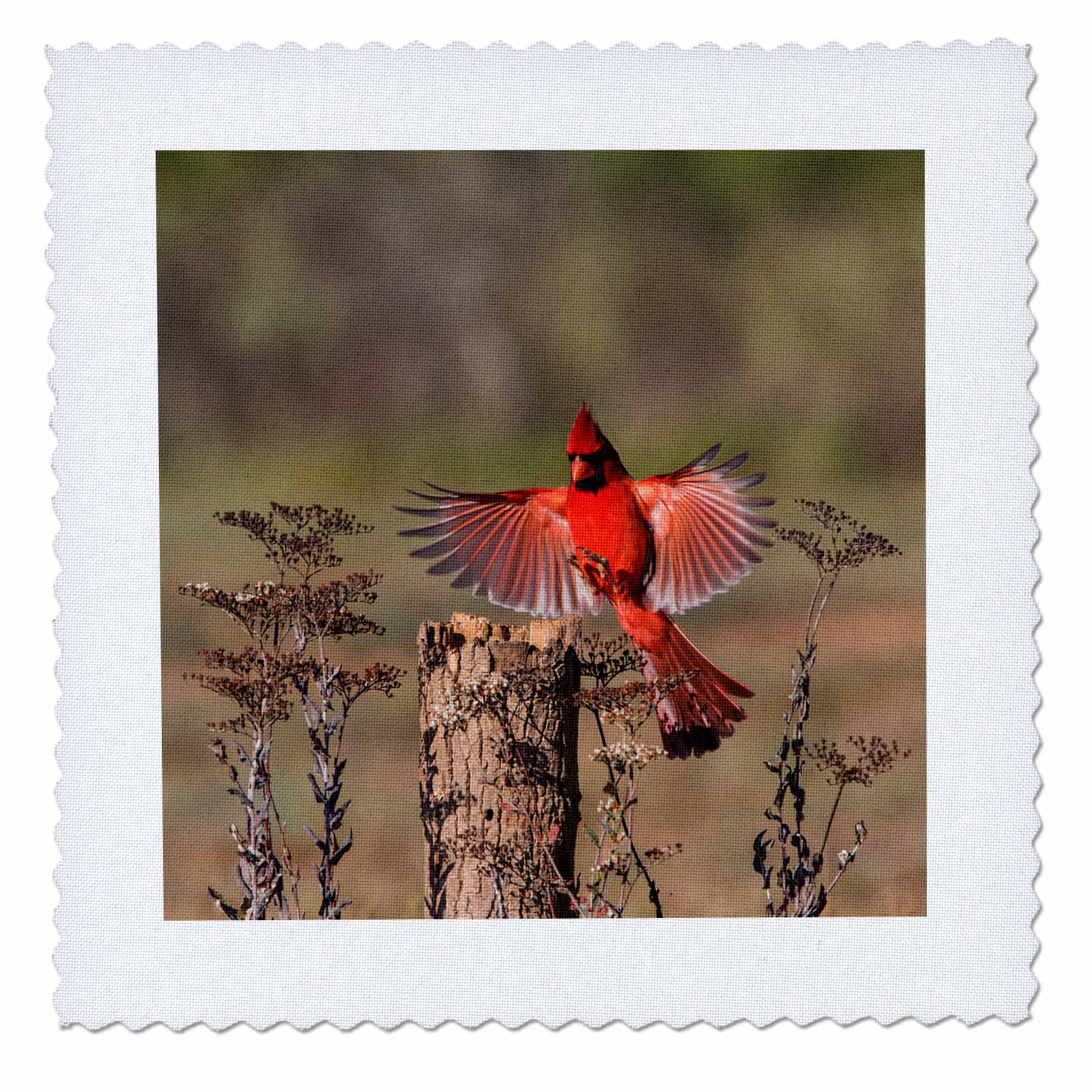 3dRose, Northern Cardinal, Cardinalis Cardinalis, male landing, 12x12 ...