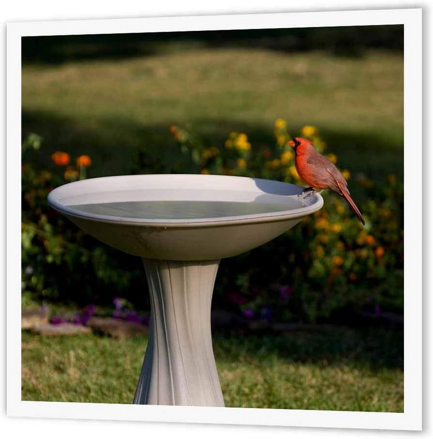 Northern Cardinal Male at Bath Marion, Illinois, Iron on Heat Transfer ...