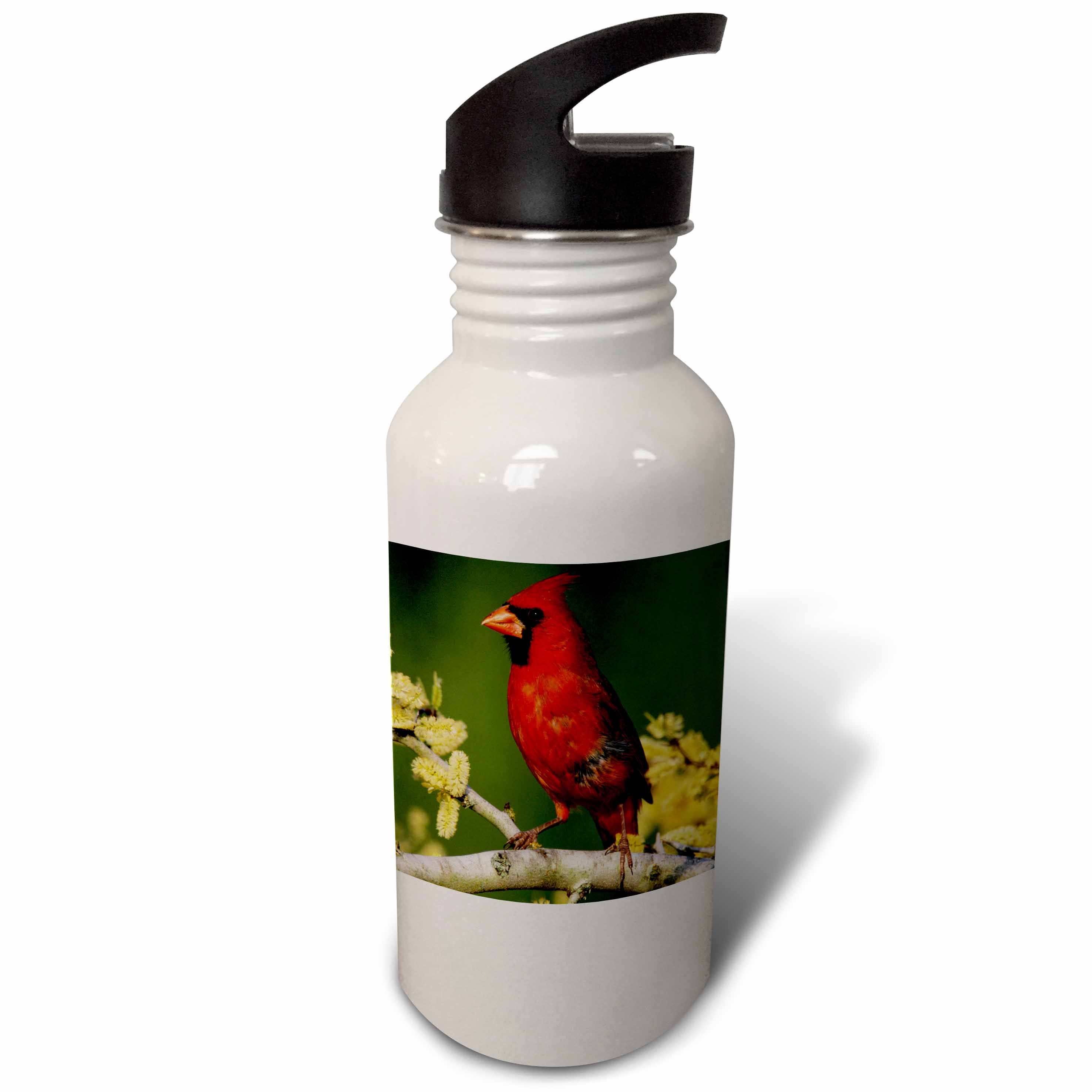 Northern Cardinal bird, Lake Corpus Christi Texas - NA02 RNU0704 - Rolf ...