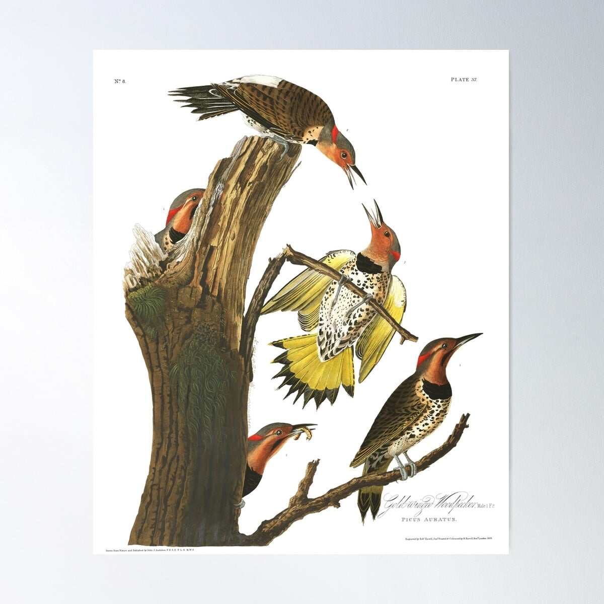 Northern Flicker - John James Audubon Poster Wall Art, Modern Wall ...