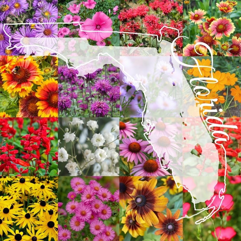 Northern Florida Bulk Perennial Wildflower Seed MVR1 Mix 1lb 2,000sq-ft ...