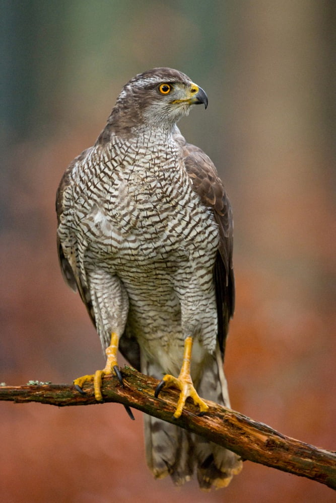 Northern Goshawk (36x54 Giclee Gallery Art Print, Vivid Textured Wall ...