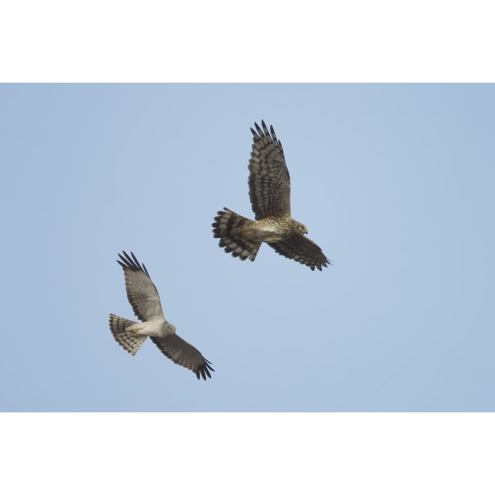 Northern Harrier Hawks In Flight Composite Digital Ak/Ndenali National ...