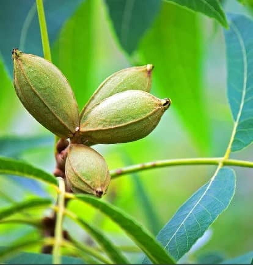 CZ Grain Northern Pecan Trees for Planting | Live Tree Seedlings | No ...