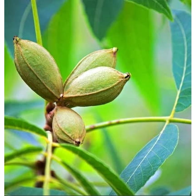 Northern Pecan Trees for Planting | Live Tree Seedlings | No Ship to ...