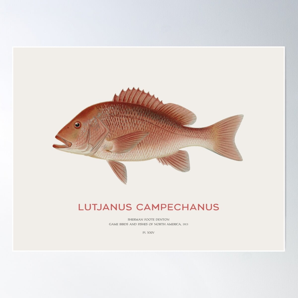 Northern Red Snapper - Lutjanus Campechanus Poster Wall Art, Modern ...