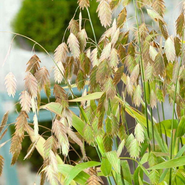 Northern See River Oats Ornamental Grass Plant Seeds - 1000 Seeds ...