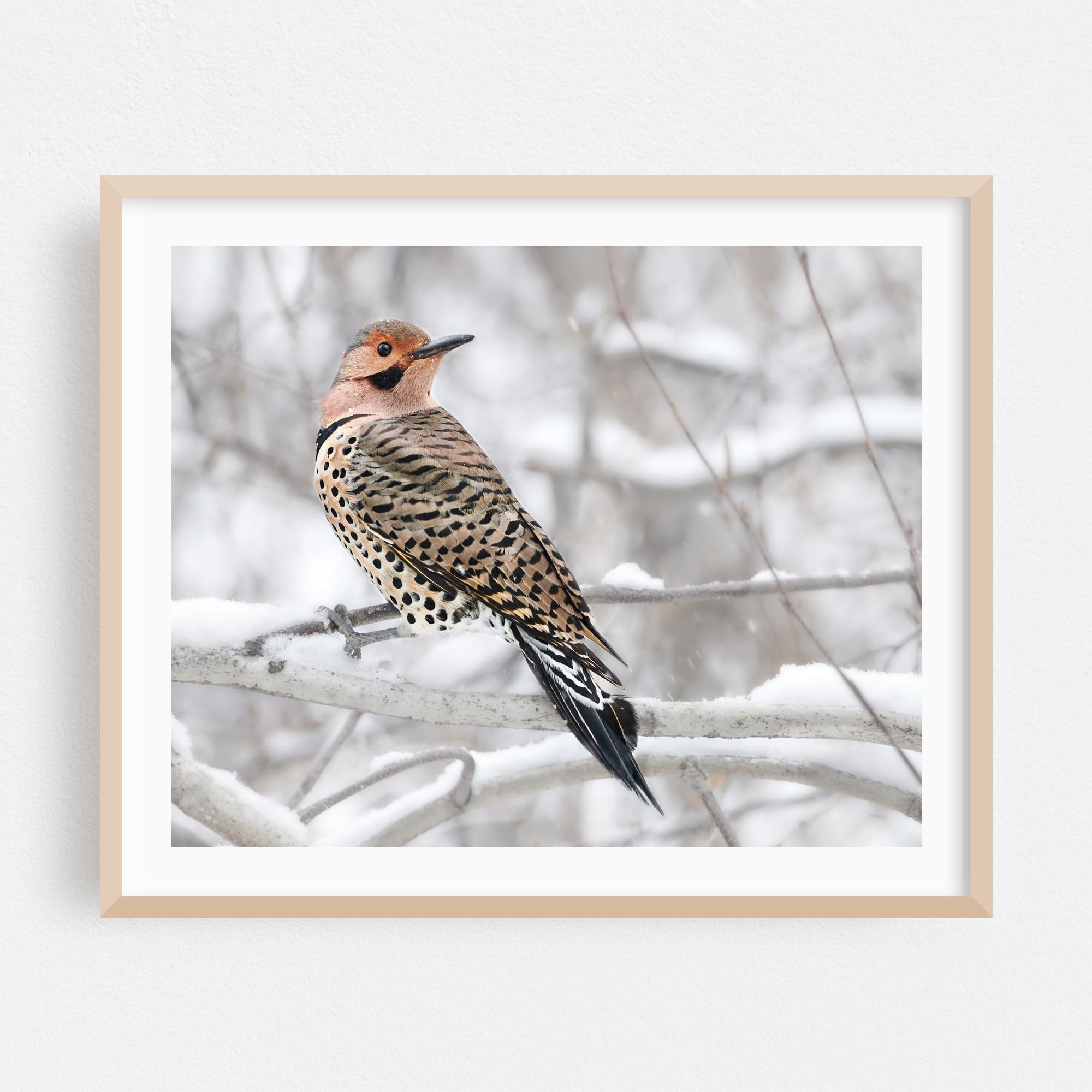 Northern yellow shafted Flicker in winter - Photography Bird Wildlife Snow Winter Nature ...