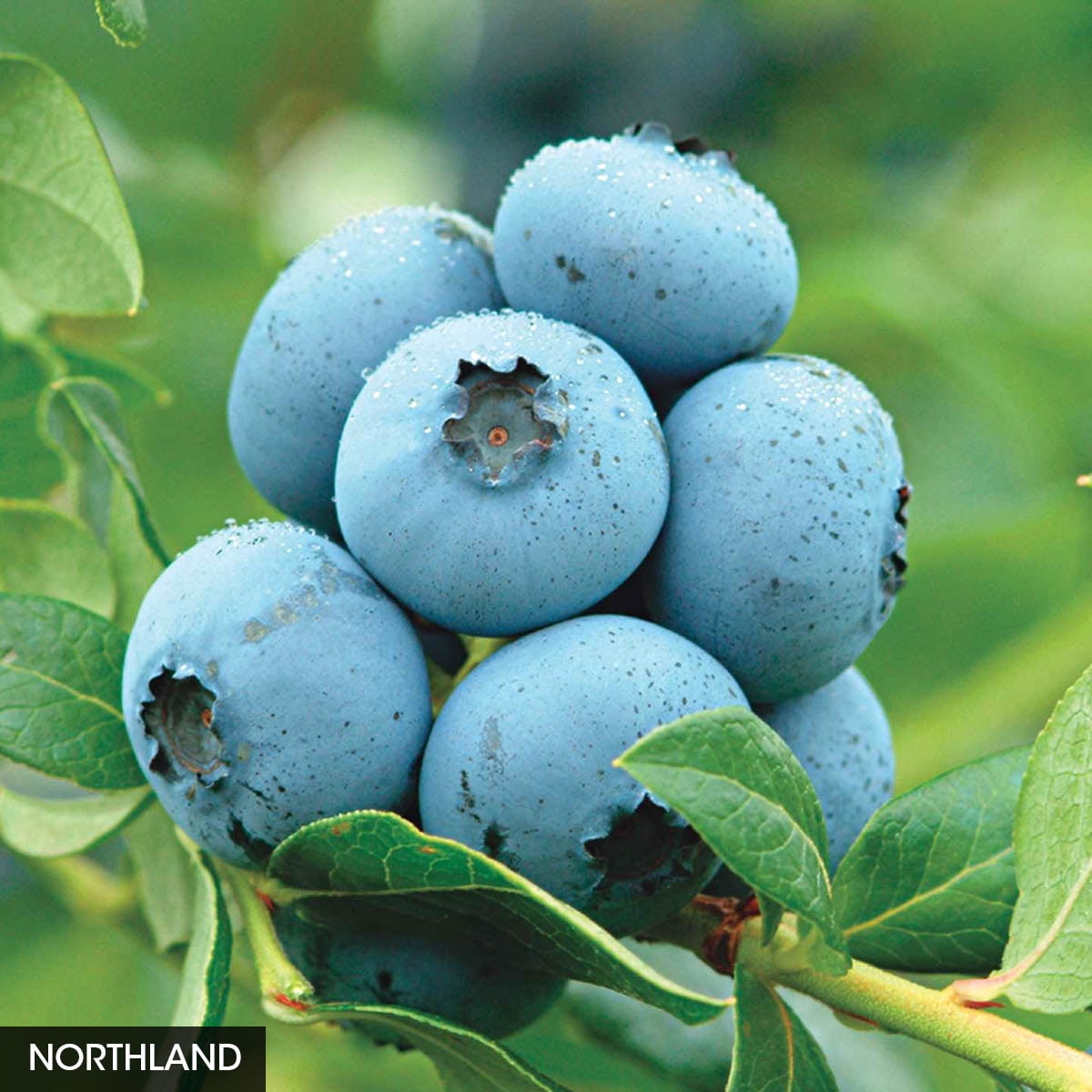 Northland Semi-Dwarf Blueberry Bush Dormant Bare Root Fruiting Starter ...