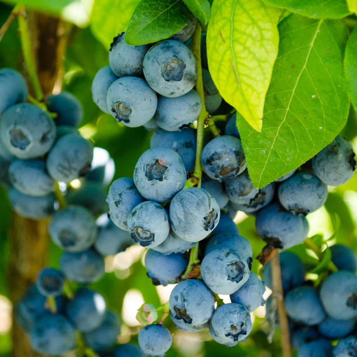 Direct Gardening Semi-Dwarf Northland Blueberry Bush Dormant Bare Root ...
