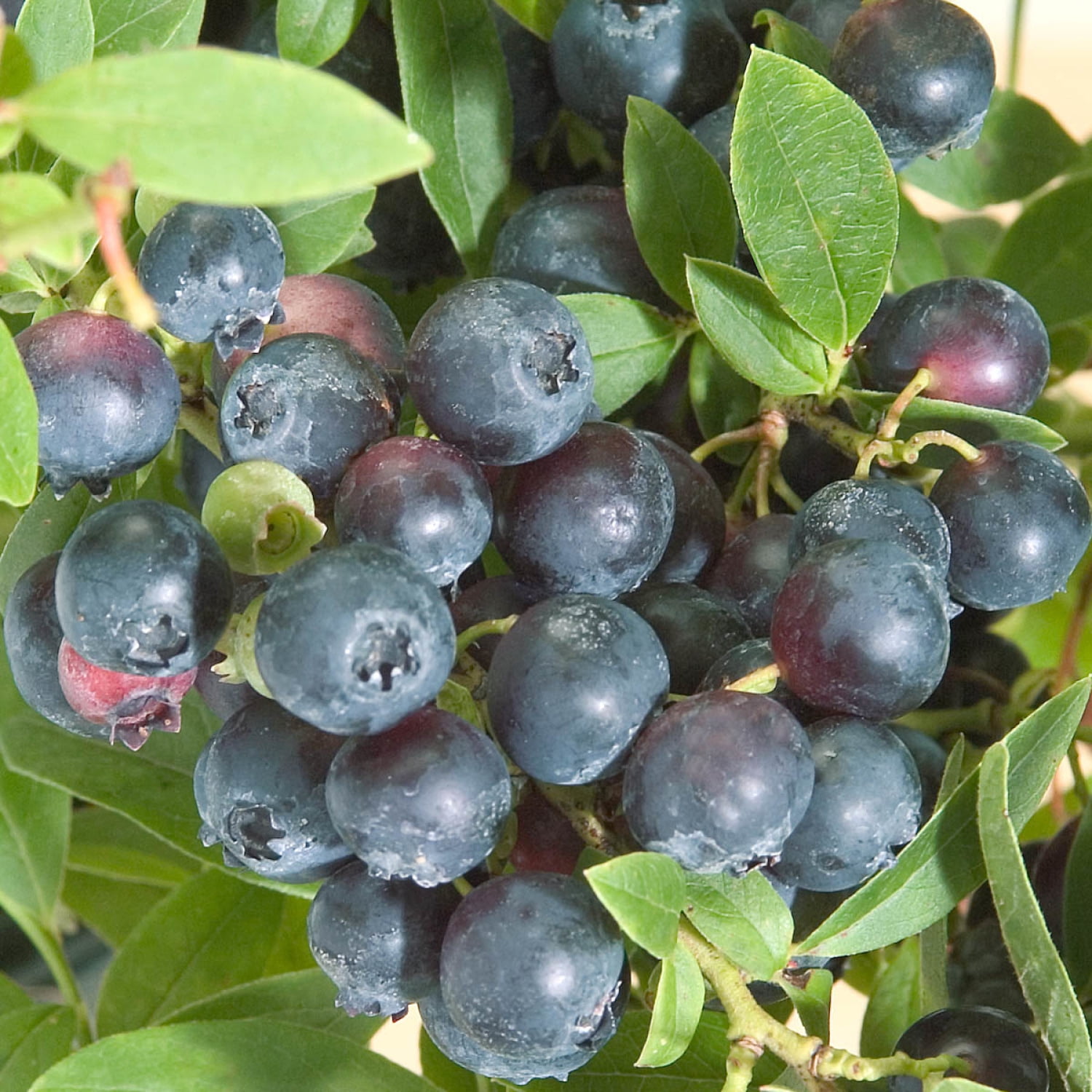Northsky Dwarf Blueberry Bush Potted Fruiting Plant in a 2.50 Qt. Pot ...