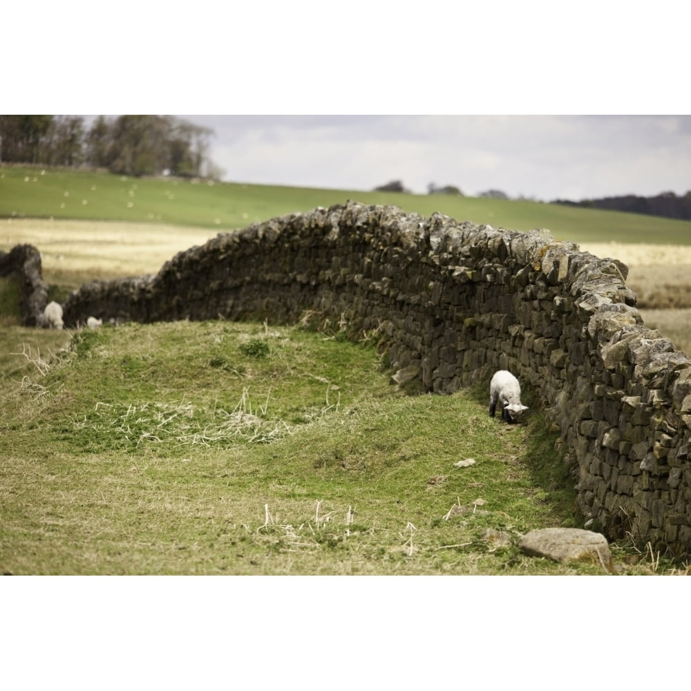 Posterazzi DPI1876382LARGE Northumberland, England - Sheep Grazing ...
