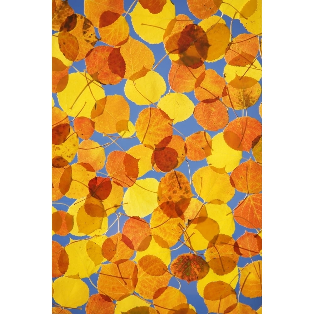 Northwest Colorado Scattered Aspen Leaves Showing Fall Colors. Poster ...