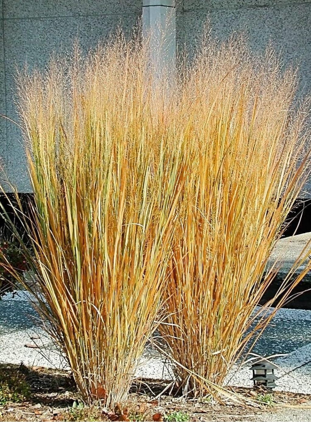 Northwind Switchgrass/Panicum virgatum-5 Containers in 4 Inch Size ...