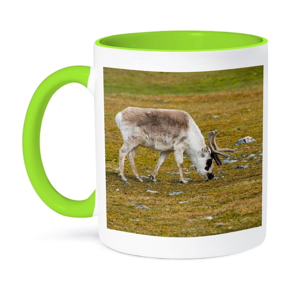 Norway. Svalbard. Camp Millar. Svalbard Reindeer Grazing., 11oz Two ...