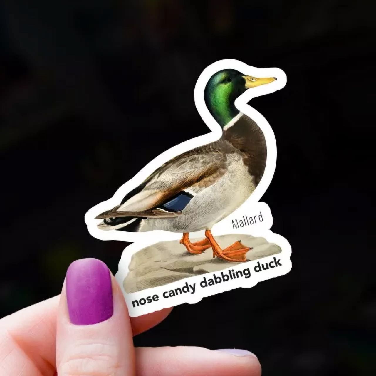 Nose Candy Dabbling Duck Sticker Mallard Decal Phone Decal Water Bottle ...