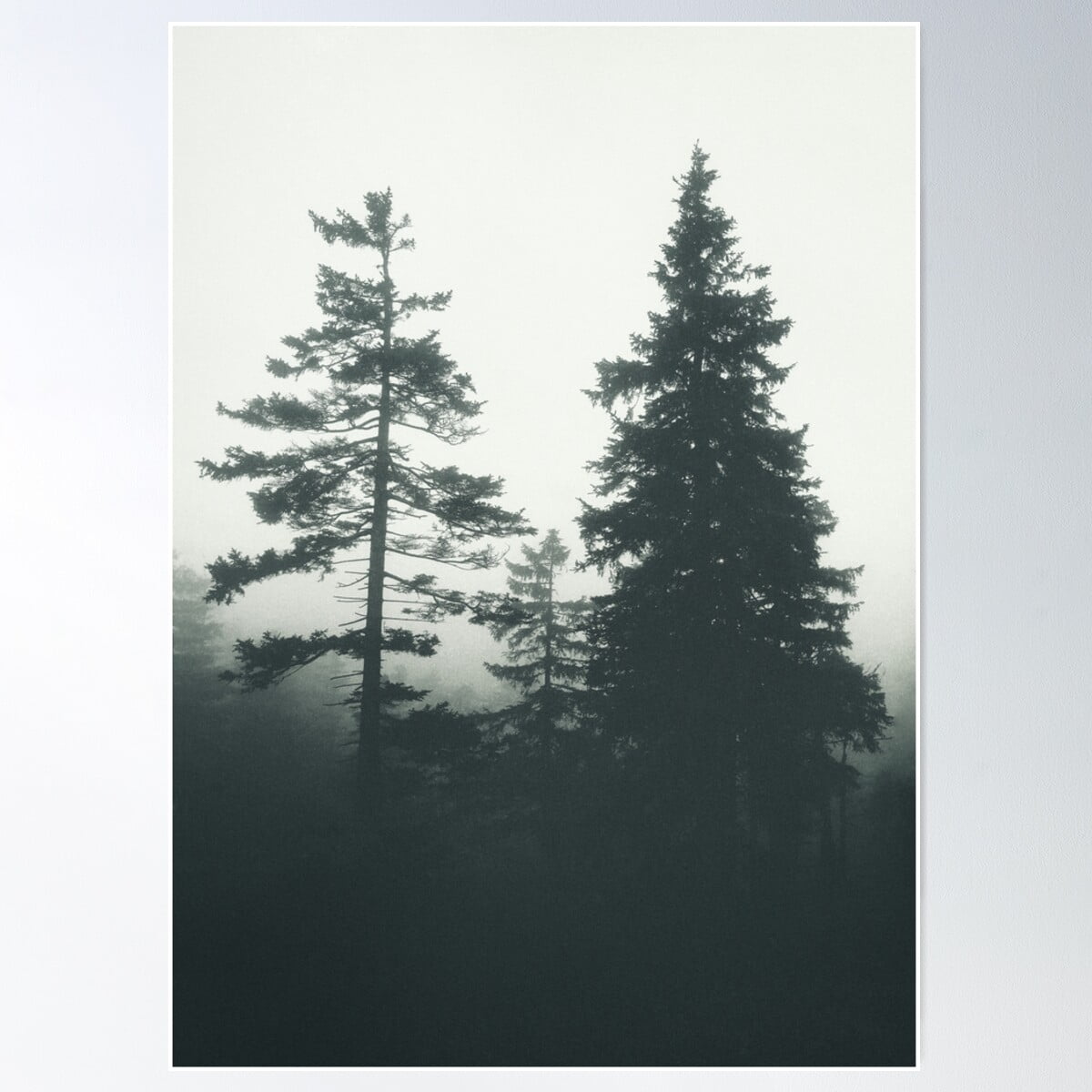 Nostalgia Mon Amour // Misty Foggy Fairytale Forest With Cascadia Trees ...