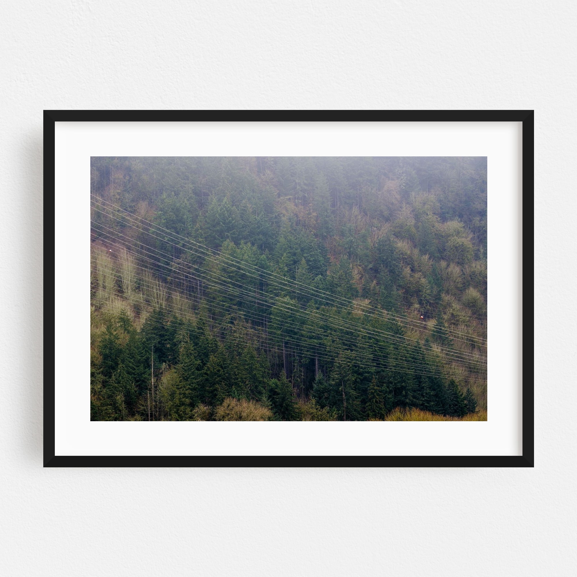 Not Zip Lines - Rainier Oregon Photography Forest Nature Woodland Foggy ...
