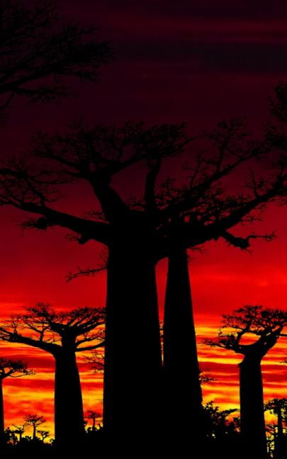 Notebook: Baobab Tree Africa Trees African Dry Desert Climate Sunset 5 ...