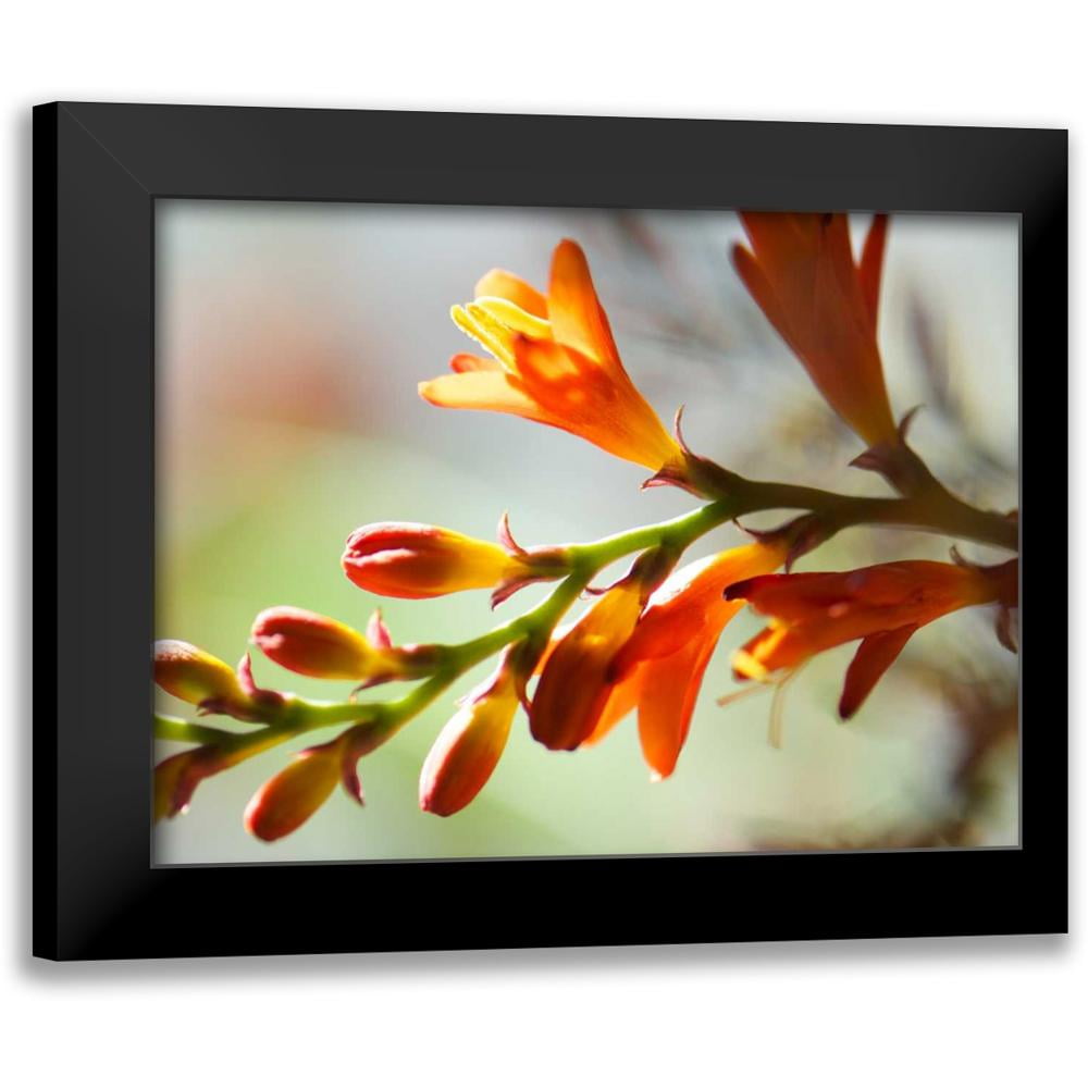 Nourock, Jonathan 14x12 Black Modern Framed Museum Art Print Titled ...