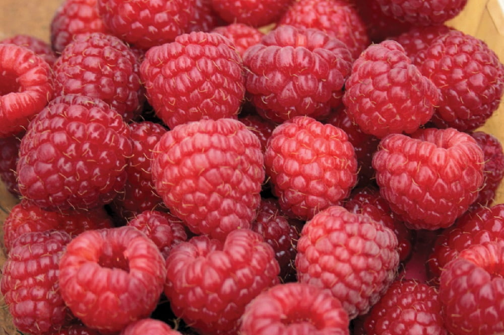 Nova Red Raspberry Plant - Very Hardy - 3.25" Pot - Walmart.com