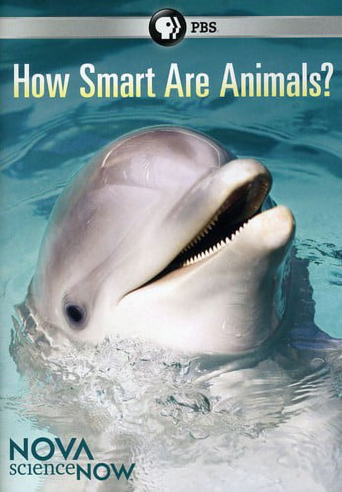 Nova scienceNOW: How Smart Are Animals? (DVD), PBS (Direct), Music ...