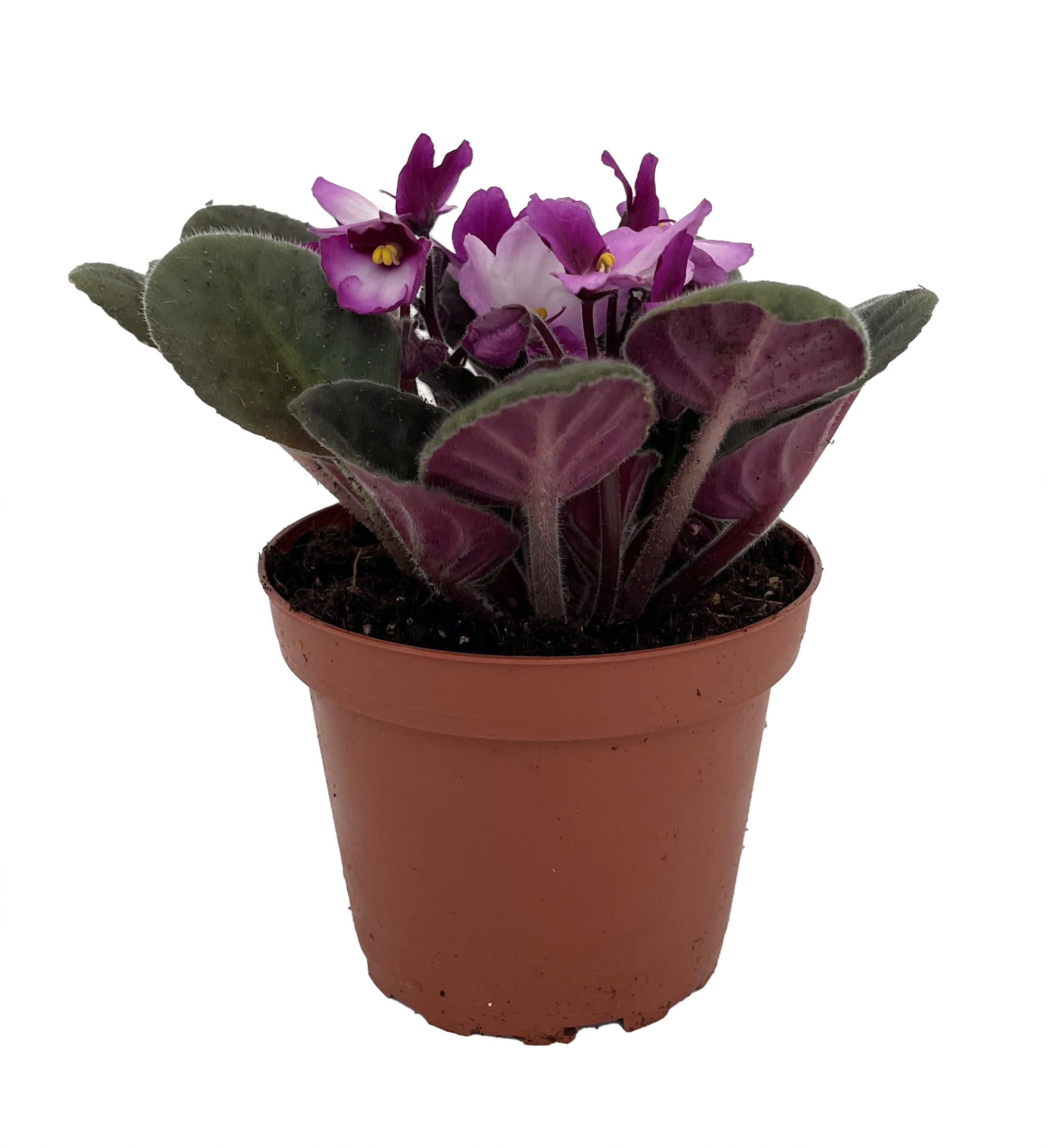 "Novelty African Violet - 4"" Pot - Best Blooming Indoor House Plant ...