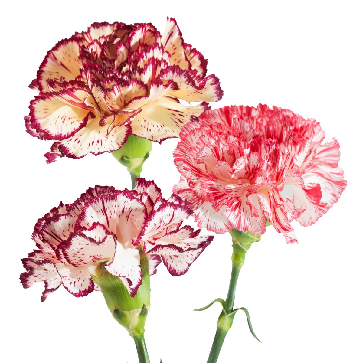 Striped Carnation Flower