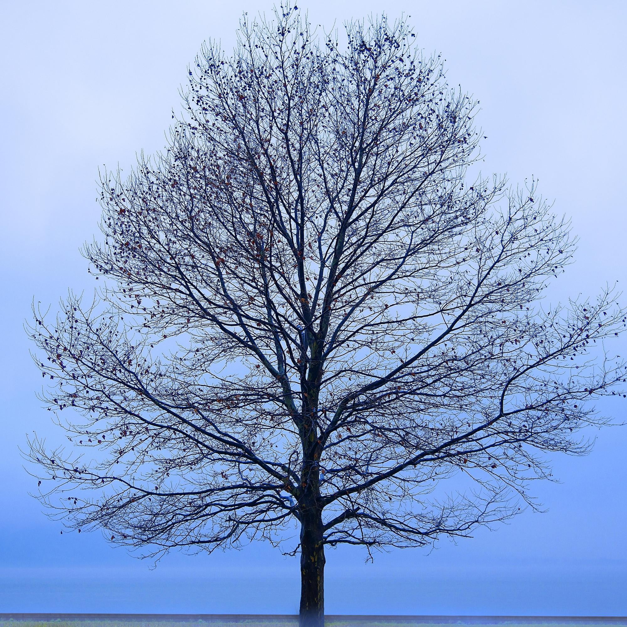Art.com November Tree Art Print by James McLoughlin, 24" x 24 ...