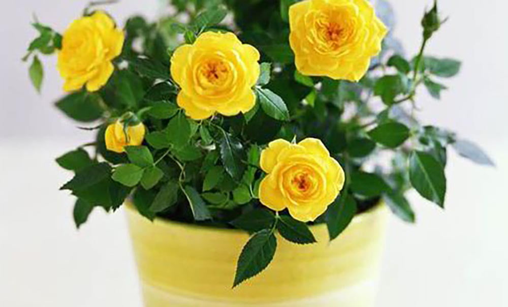 Real Potted Nu Gold Miniature Rose Bush Delivered - Fragrant Dwarf, 2.5 ...