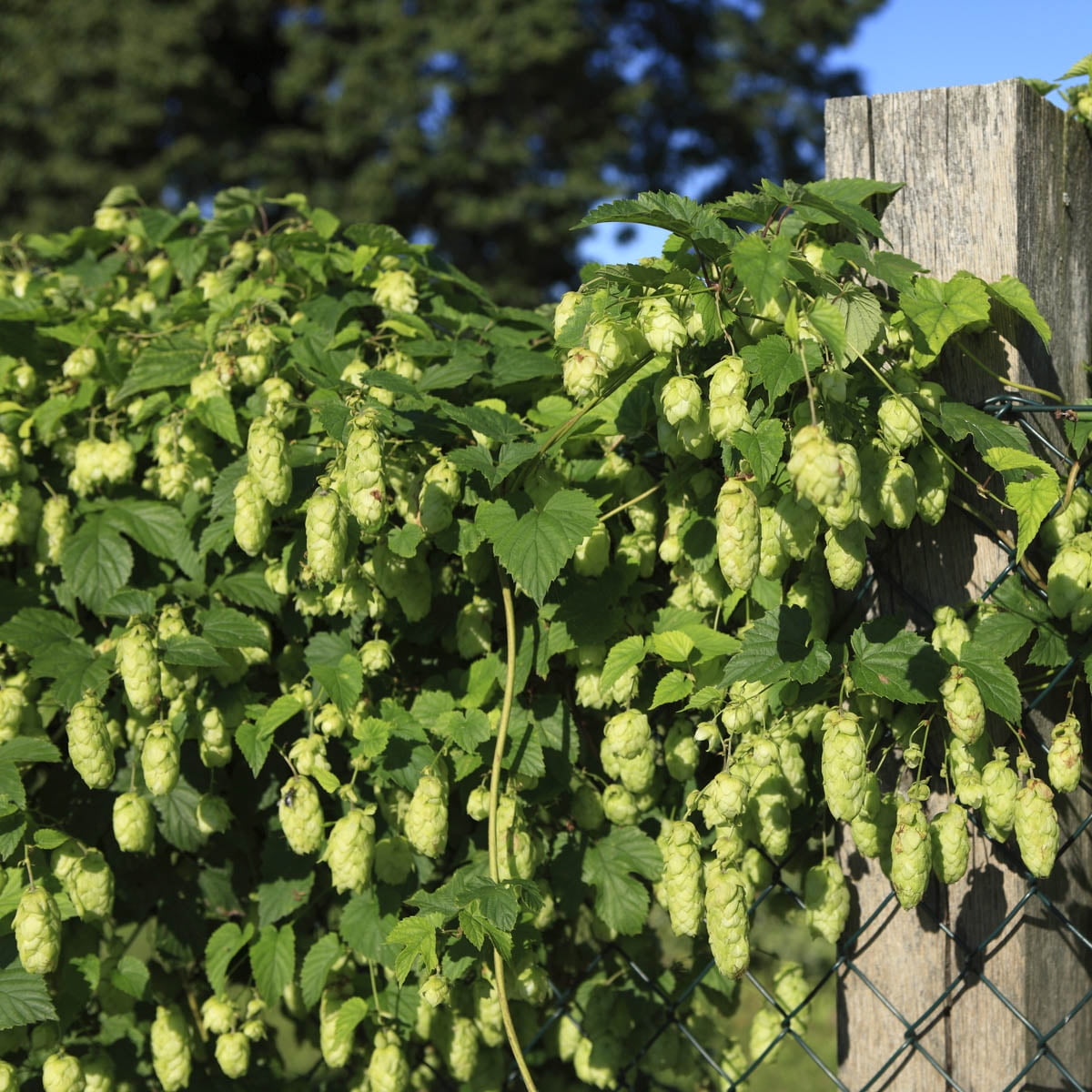 Nugget Hops Humulus Vine Dormant Bare Root Fruit Bering Starter Plant ...