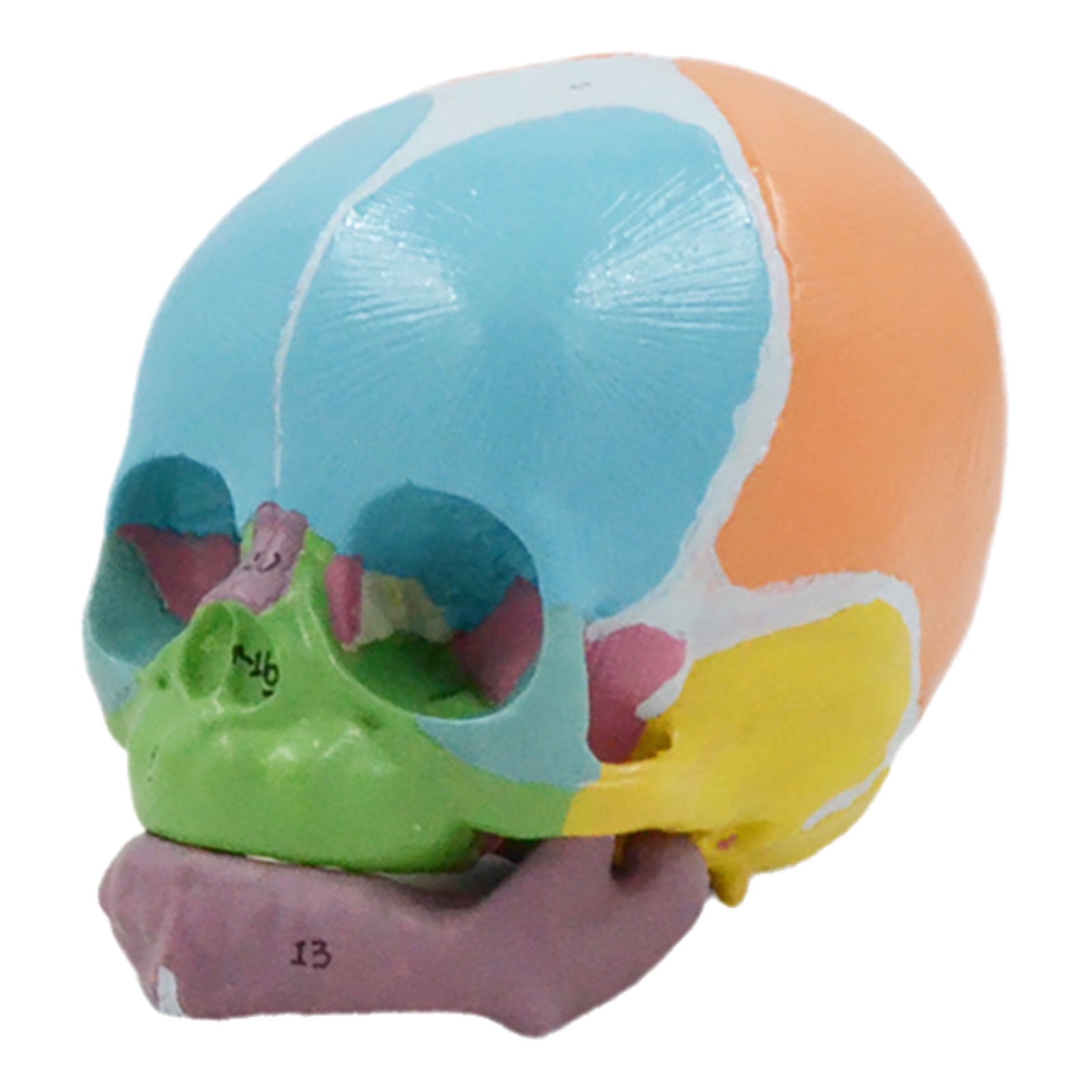 Number Coded Anatomical Baby Head Skull Model Teaching for Diseases ...
