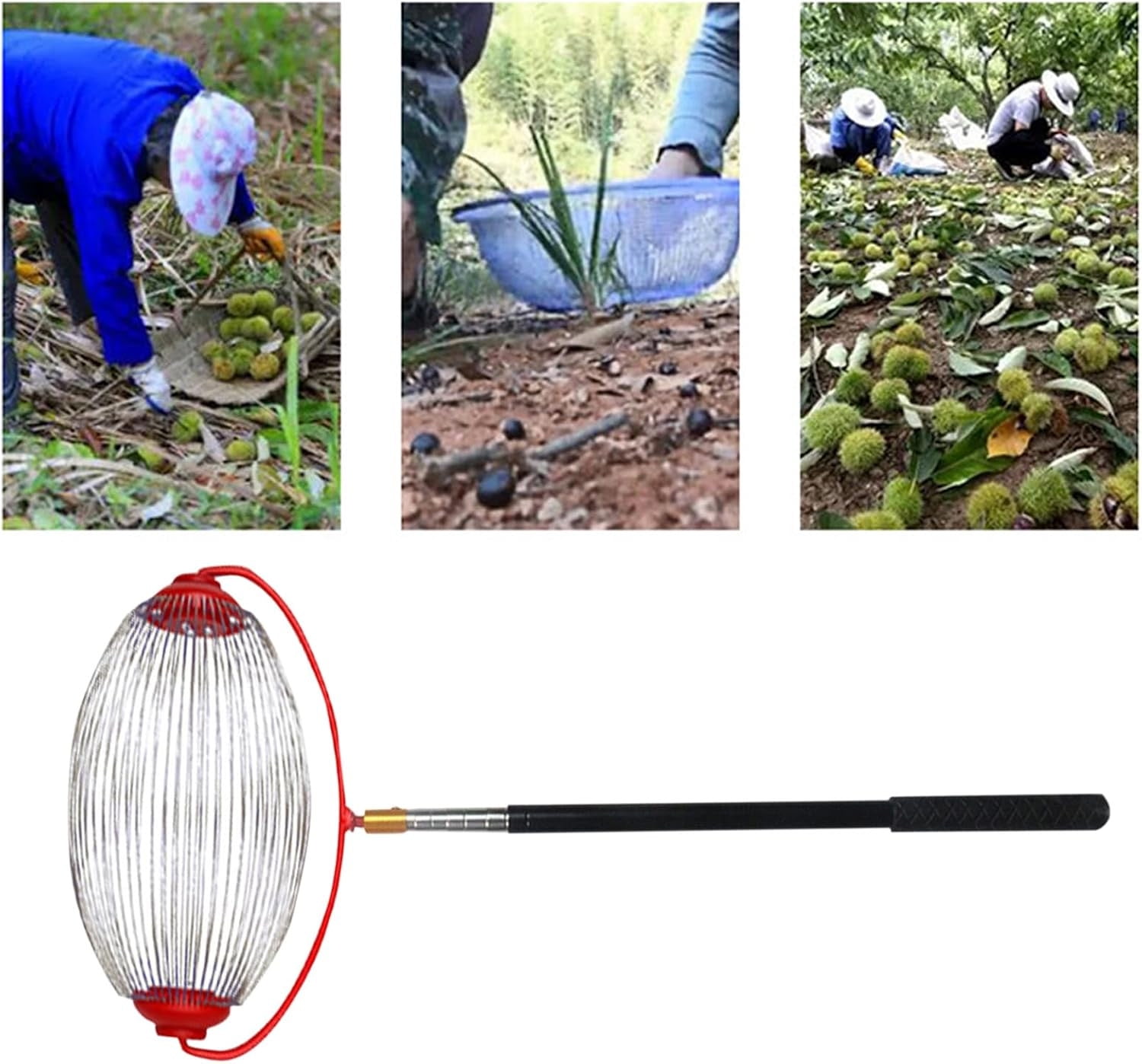 Nut Gatherer, Nut Picker Rolling Acorn Picker Upper,Garden Nut Gatherer ...