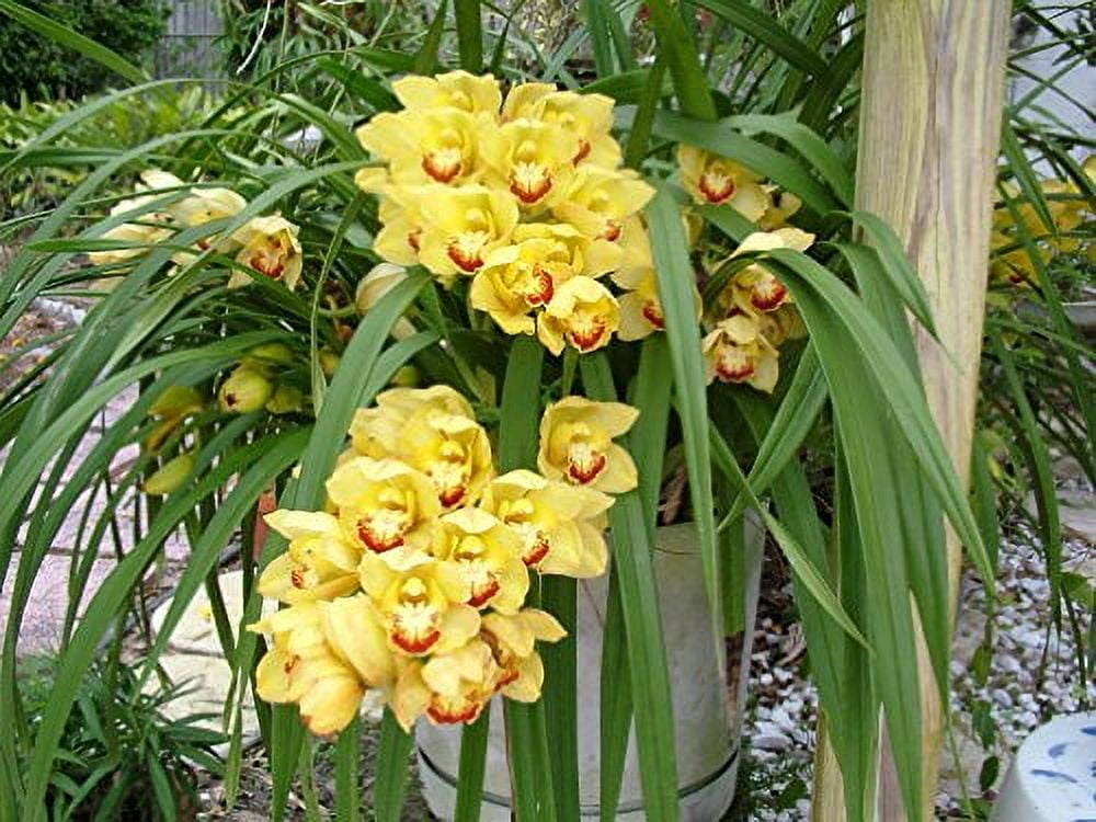 Nutricote. Timed Release Fertilizer. 18-6-8 180 Day. 10 Pounds. Orchids ...
