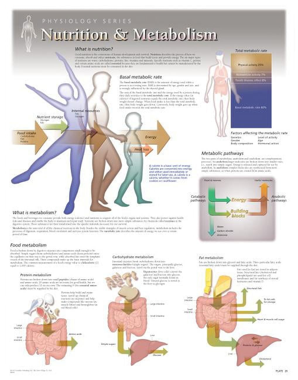 Metabolism Chart