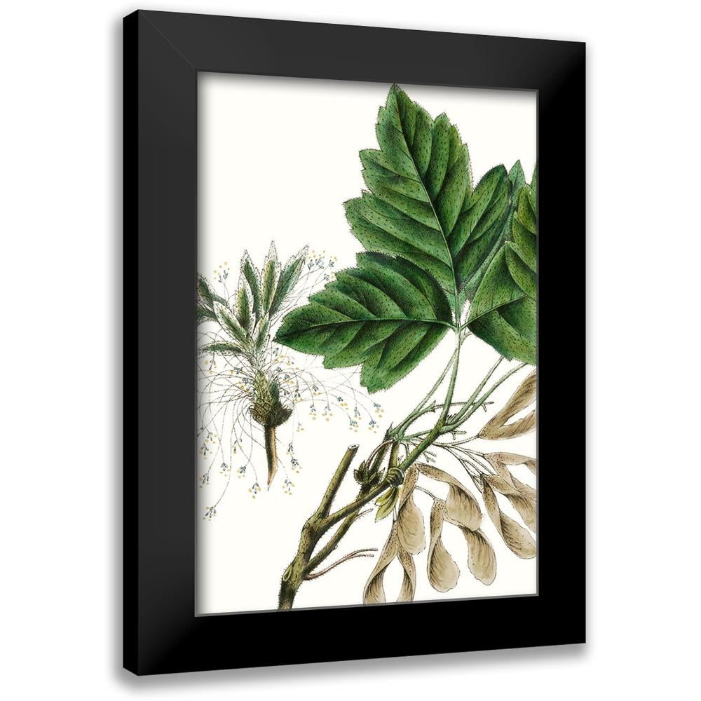 Nuttall, Thomas 11x14 Black Modern Framed Museum Art Print Titled ...
