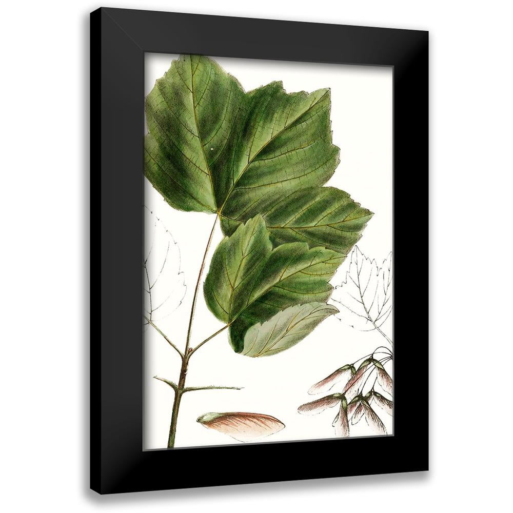 Nuttall, Thomas 11x14 Black Modern Framed Museum Art Print Titled ...