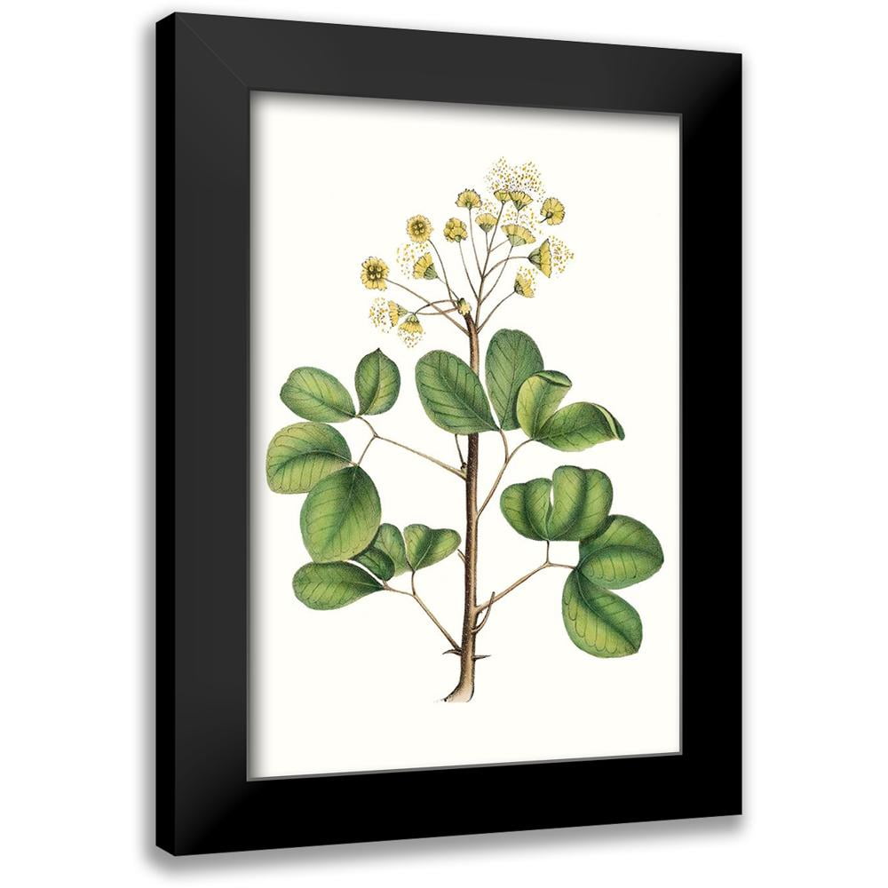 Nuttall, Thomas 11x14 Black Modern Framed Museum Art Print Titled ...