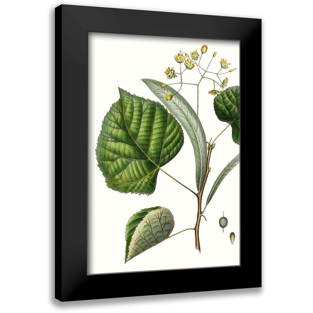 Nuttall, Thomas 11x14 Black Modern Framed Museum Art Print Titled ...