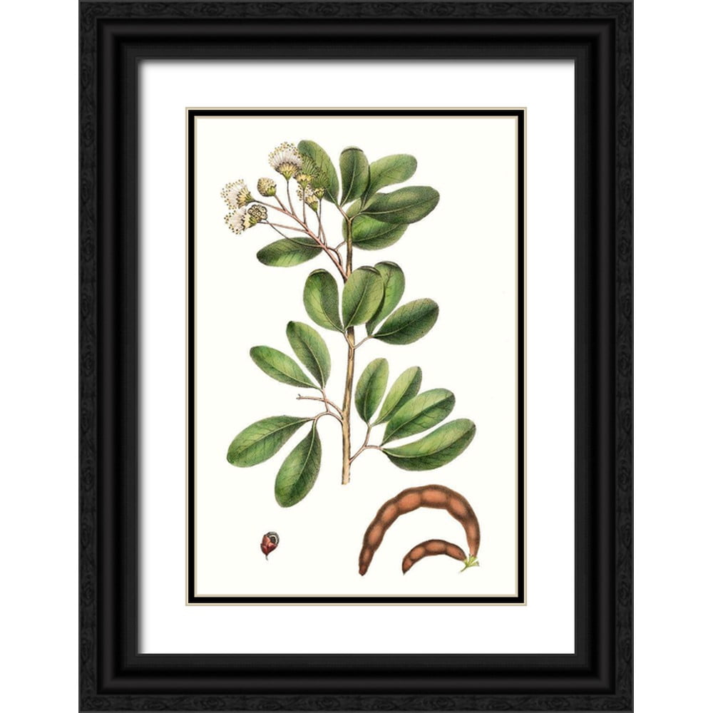 Nuttall, Thomas 11x14 Black Ornate Wood Framed with Double Matting ...
