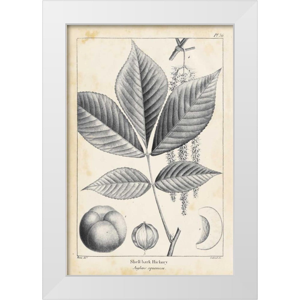 Nuttall, Thomas 11x14 White Modern Wood Framed Museum Art Print Titled ...