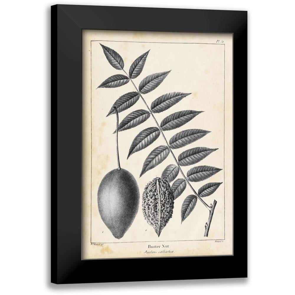 Nuttall, Thomas 13x18 Black Modern Framed Museum Art Print Titled ...