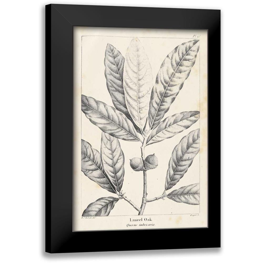Nuttall, Thomas 17x24 Black Modern Framed Museum Art Print Titled ...