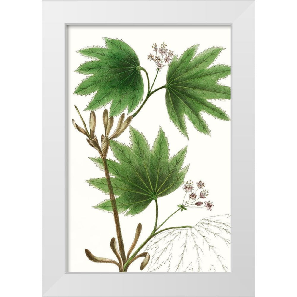 Nuttall, Thomas 17x24 White Modern Wood Framed Museum Art Print Titled ...