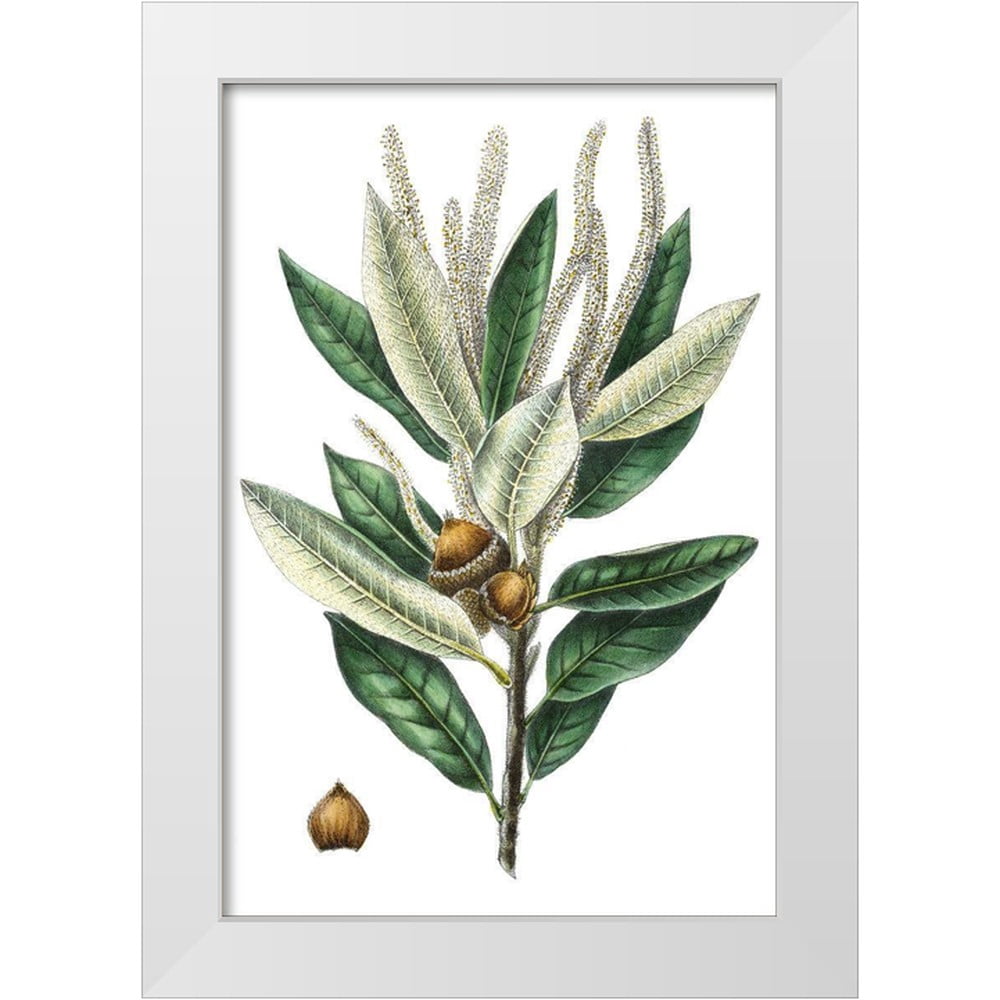 Nuttall, Thomas 17x24 White Modern Wood Framed Museum Art Print Titled ...