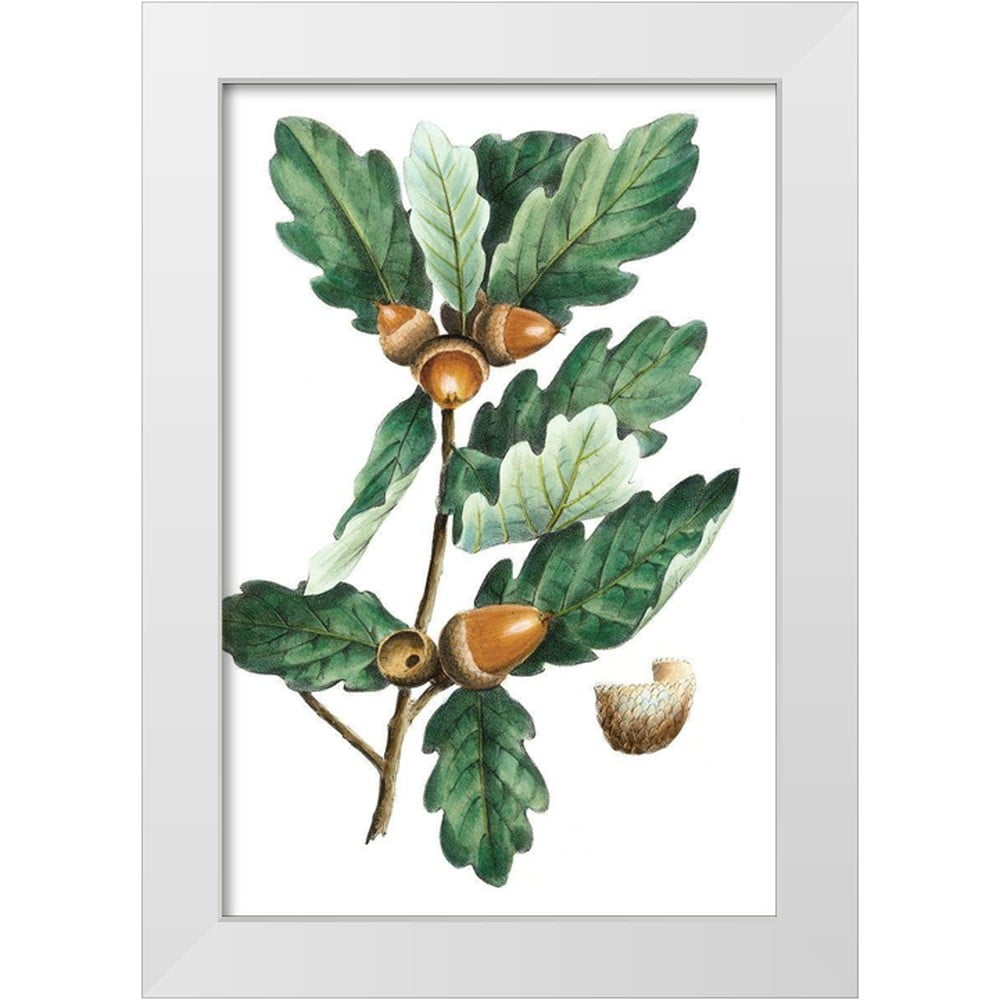 Nuttall, Thomas 17x24 White Modern Wood Framed Museum Art Print Titled ...